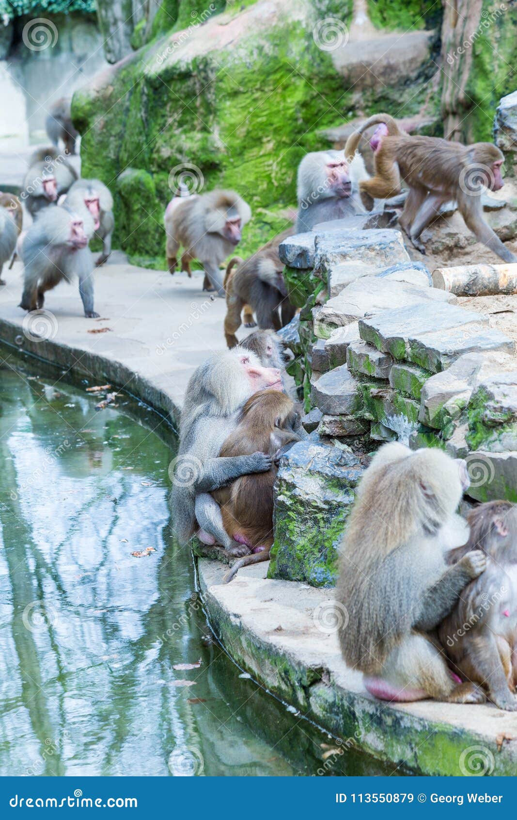 Baboons stock image. Image of monkey, omnivores, mammal - 113550879