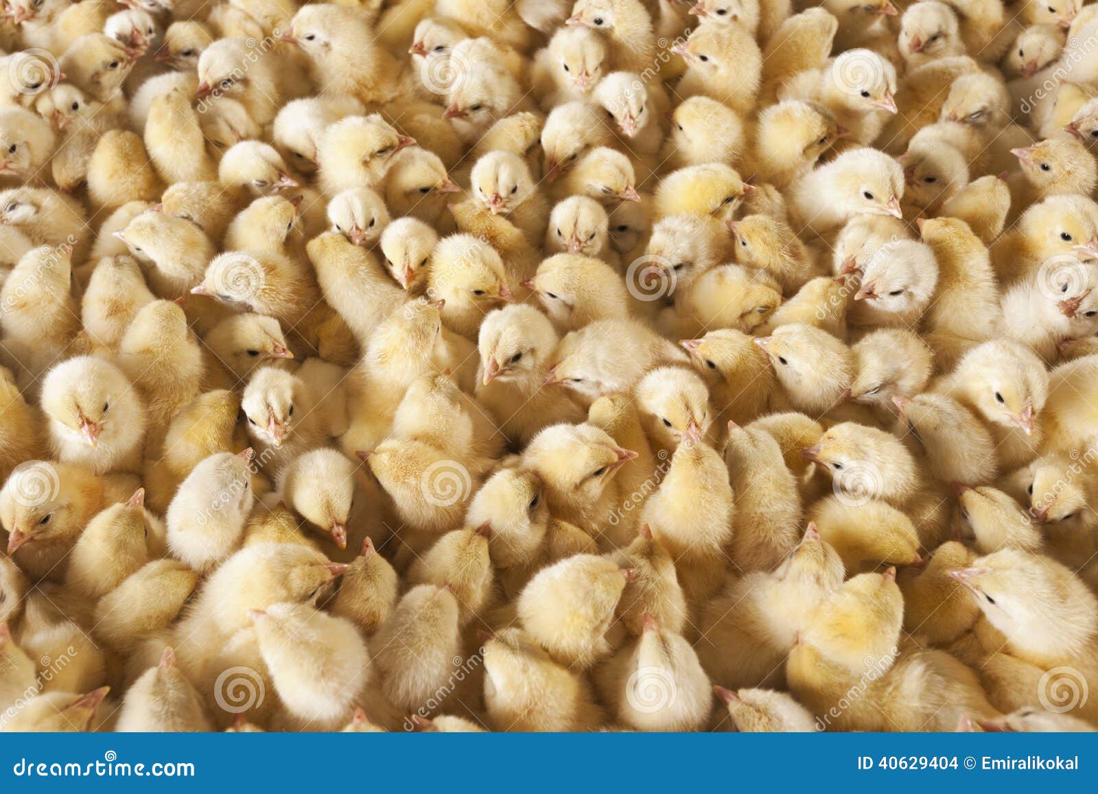 Large Group of Baby Chicks on Chicken Farm Stock Photo - Image of ...