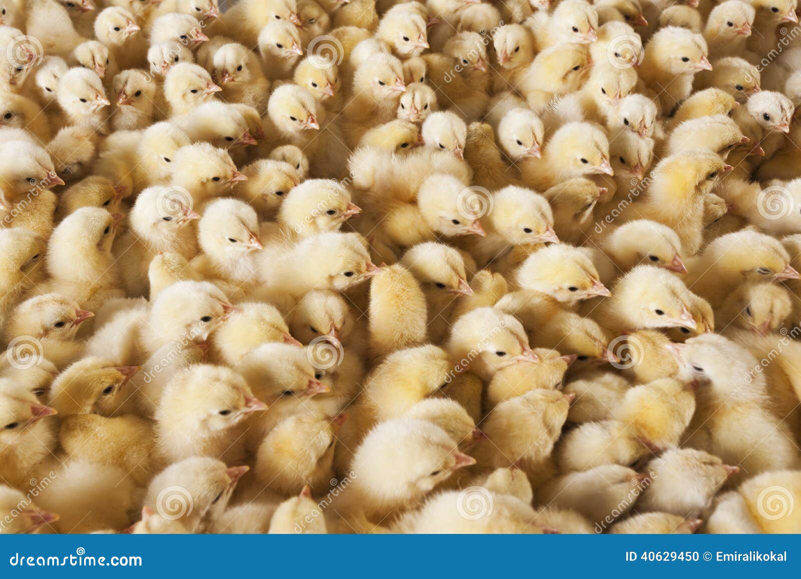 Large Group of Baby Chicks on Chicken Farm Stock Photo - Image of bird ...