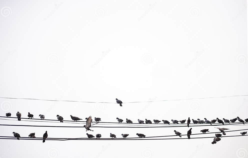 A Large Group of Birds that Live on Electric Cables Stock Image - Image ...