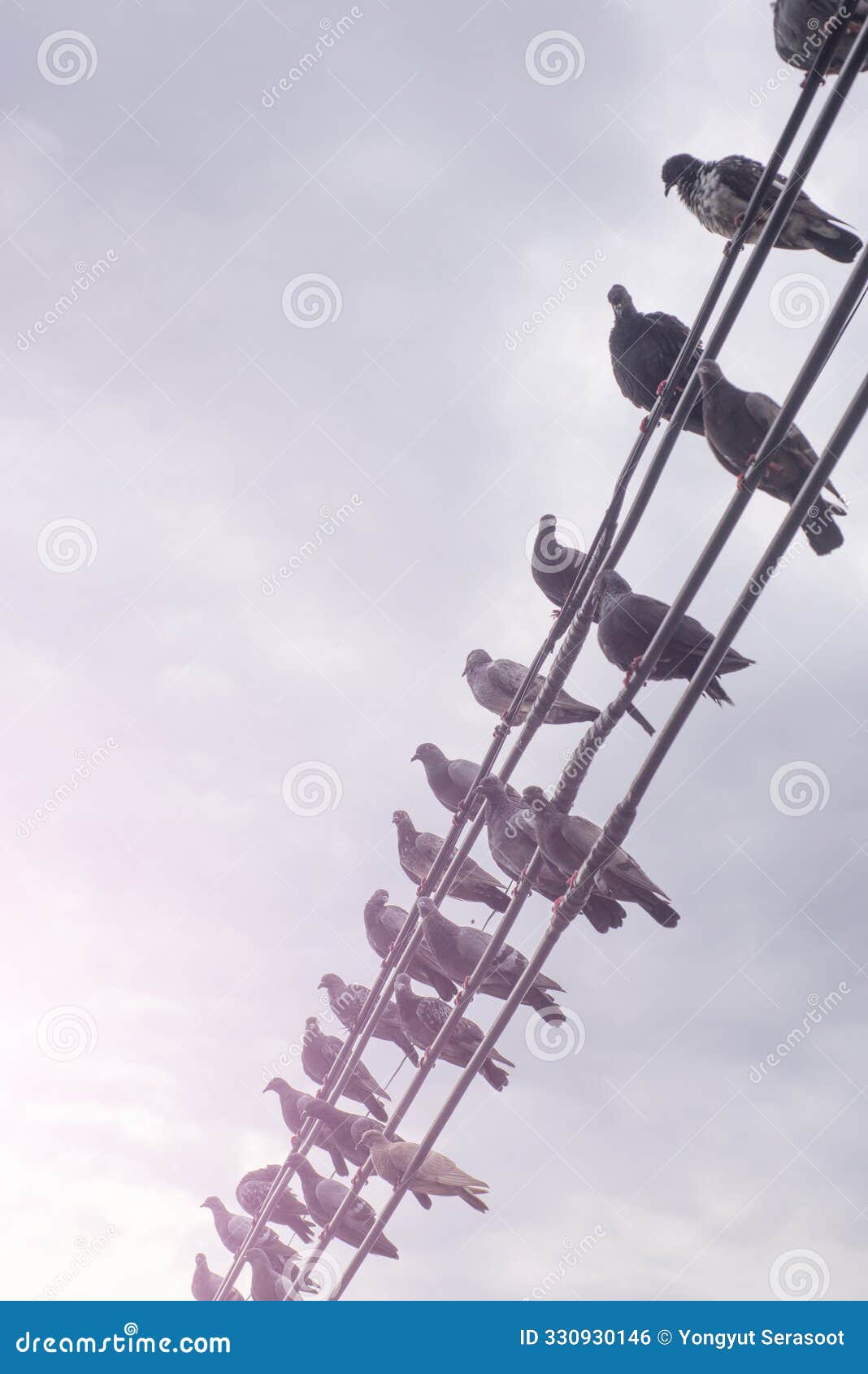 A Large Group of Birds Live on High-voltage Lines in the Sky Stock ...