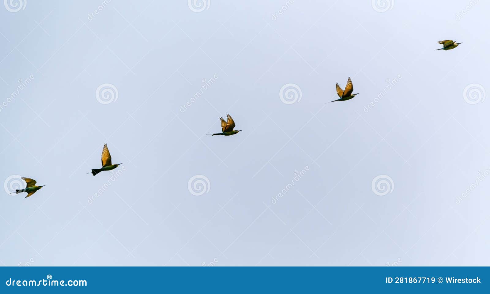 Large Group of Birds Soaring High in the Bright Blue Sky Stock Image ...