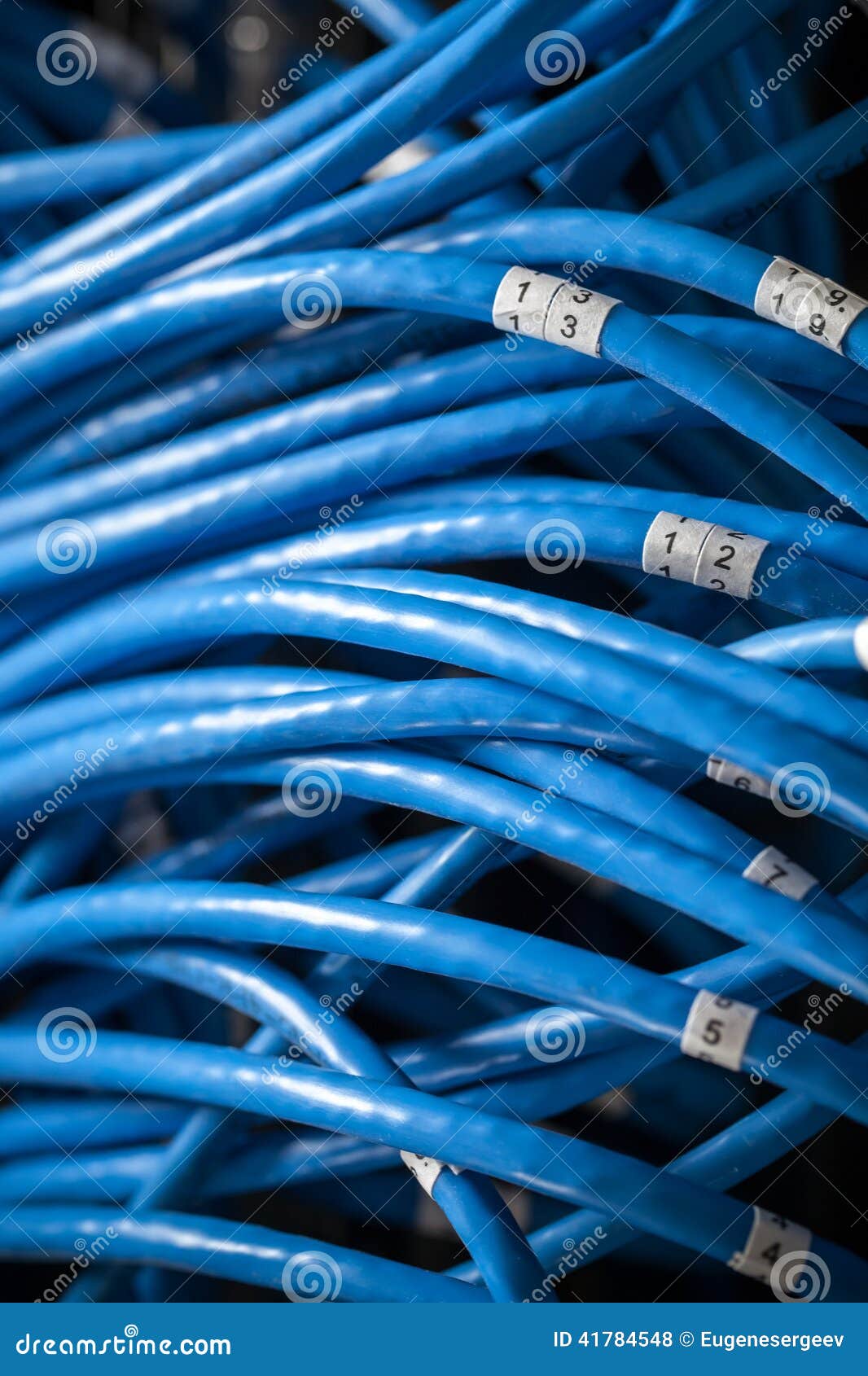 Large Group of Blue Utp Internet Cables Stock Photo - Image of link ...