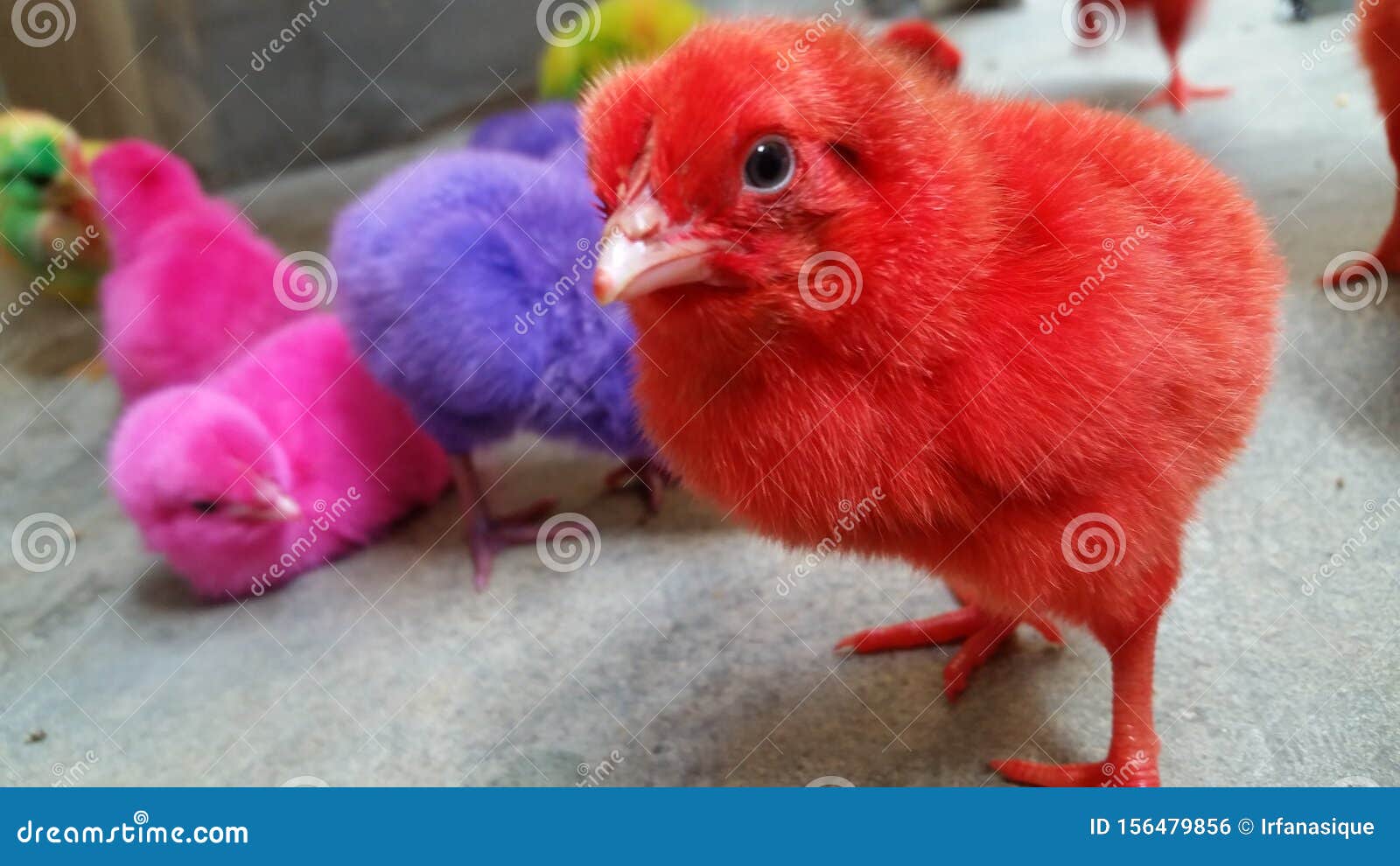 Colourful Chicks stock photo. Image of animal, colourful - 156479856