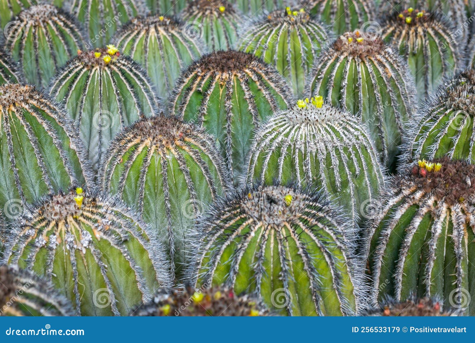 Large Group of Cactus Plants Pattern, Natural Background Stock Image ...
