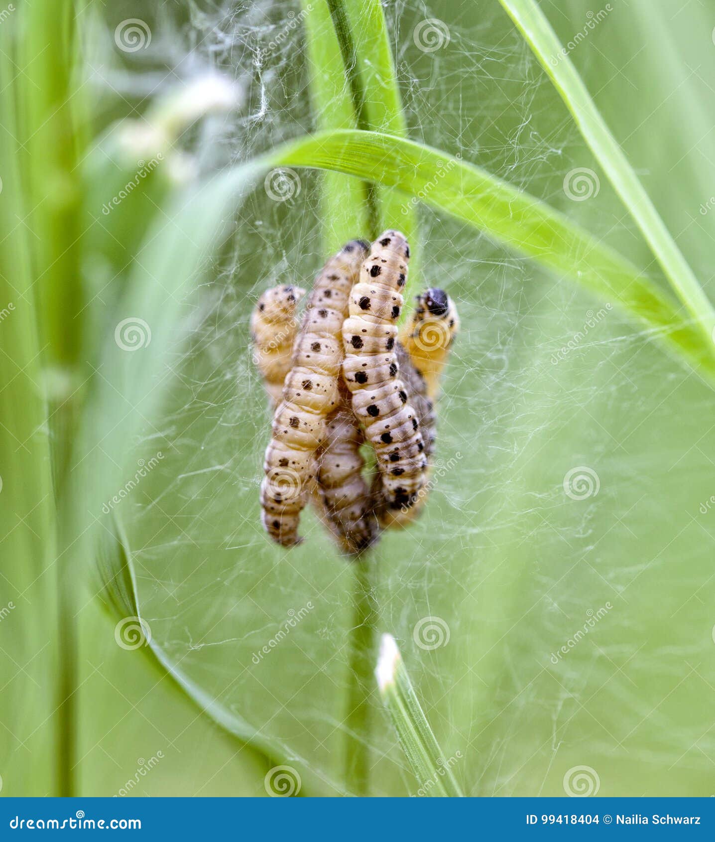 Group of Caterpillars in Spring Stock Photo - Image of nature, nest ...