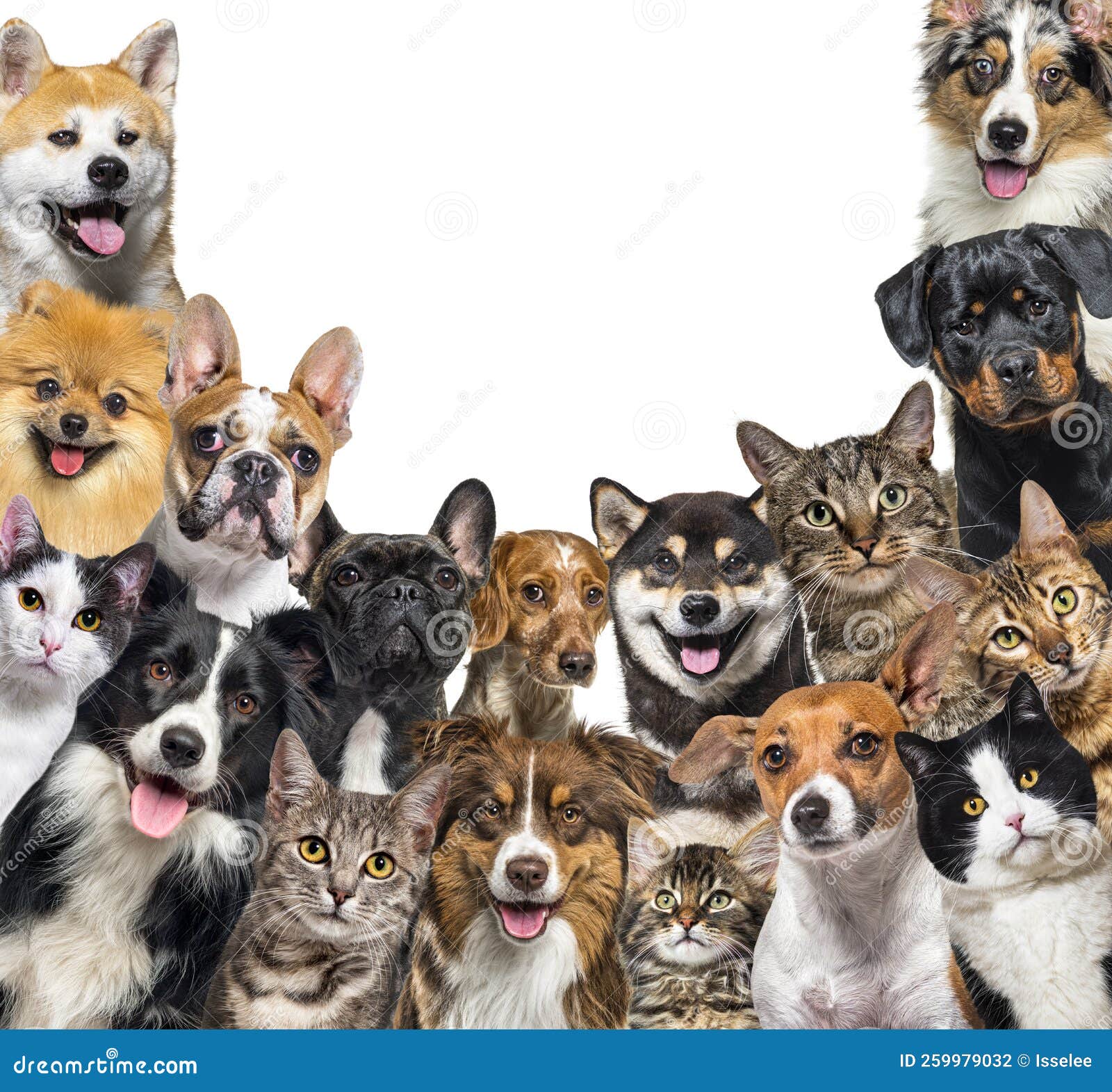 Large Group of Cats and Dogs Looking at the Camera on Blue Stock Photo ...