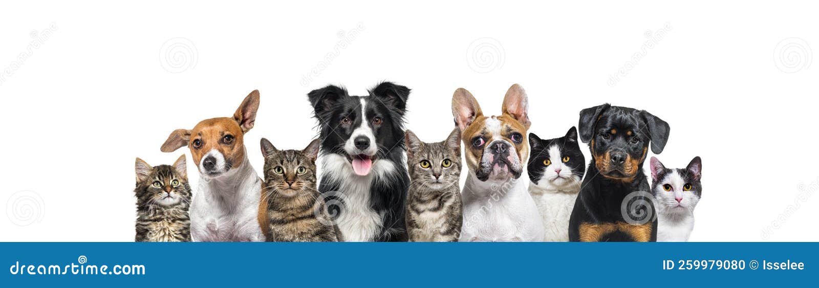 Large Group of Cats and Dogs Looking at the Camera Isolated on White ...