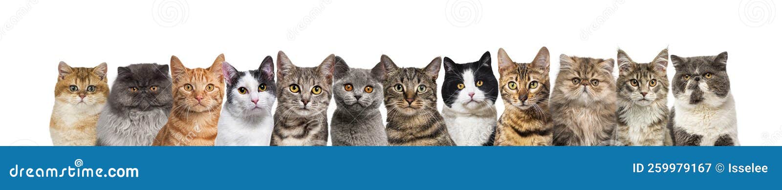 Large Group of Cats Together in a Row Looking at the Camera Isolated on ...
