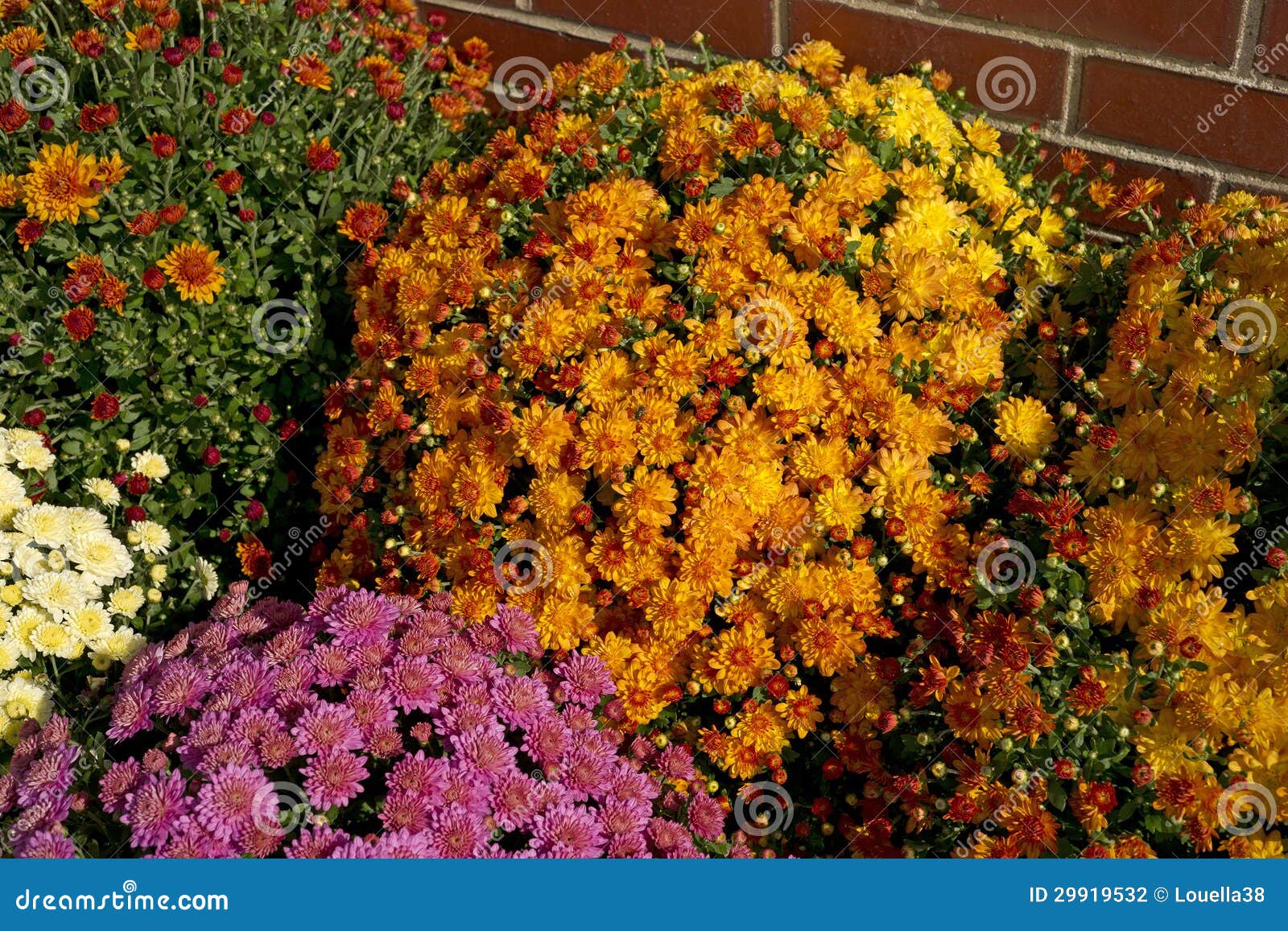 Colorful Group Mums stock photo. Image of mums, pink - 29919532