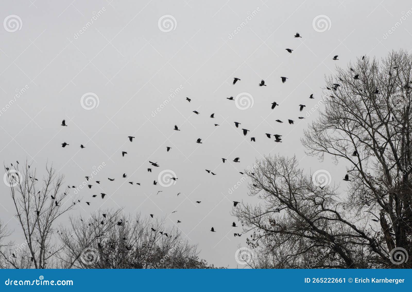 Crows on grey winter sky stock image. Image of chaos - 265222661