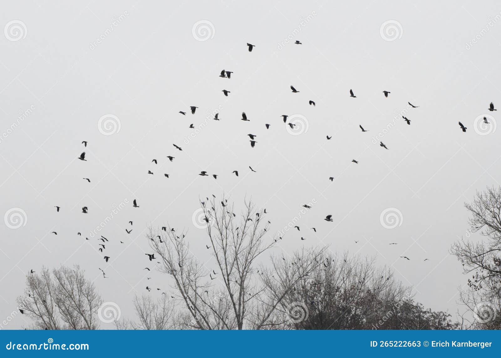 Crows on grey winter sky stock image. Image of animal - 265222663