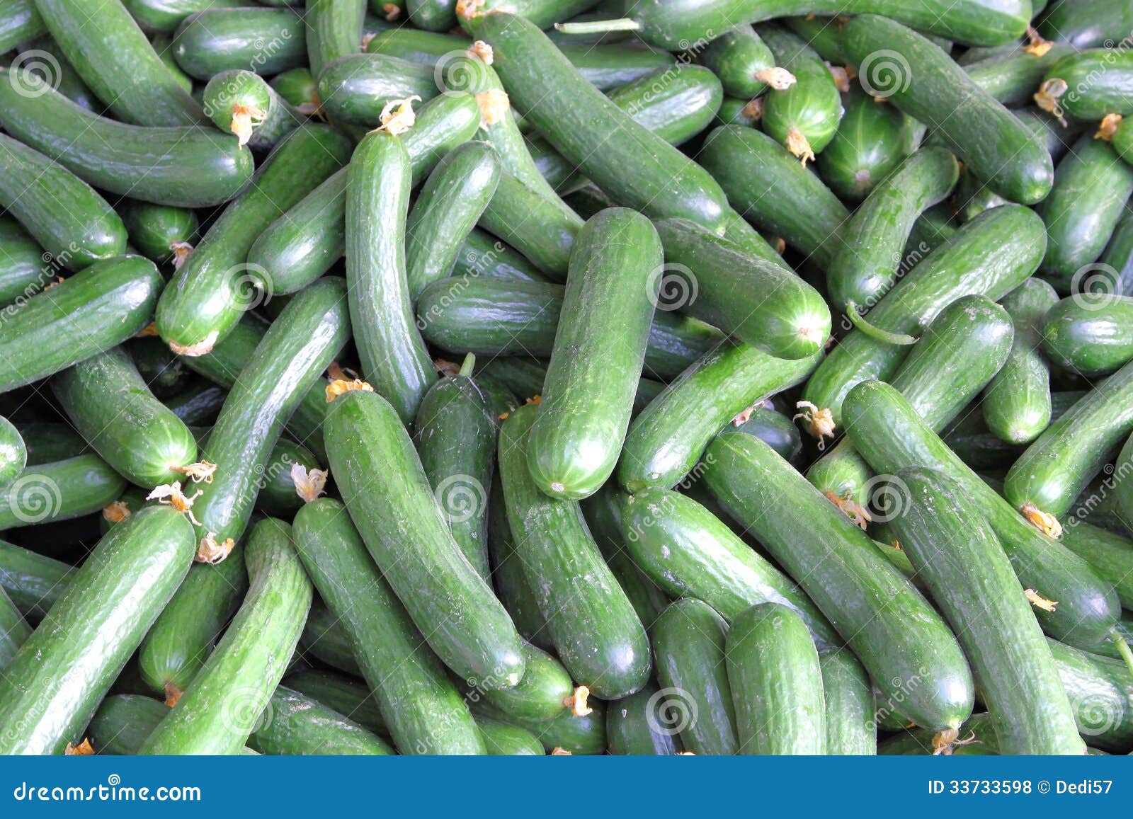 Large group of cucumbers stock photo. Image of green - 33733598