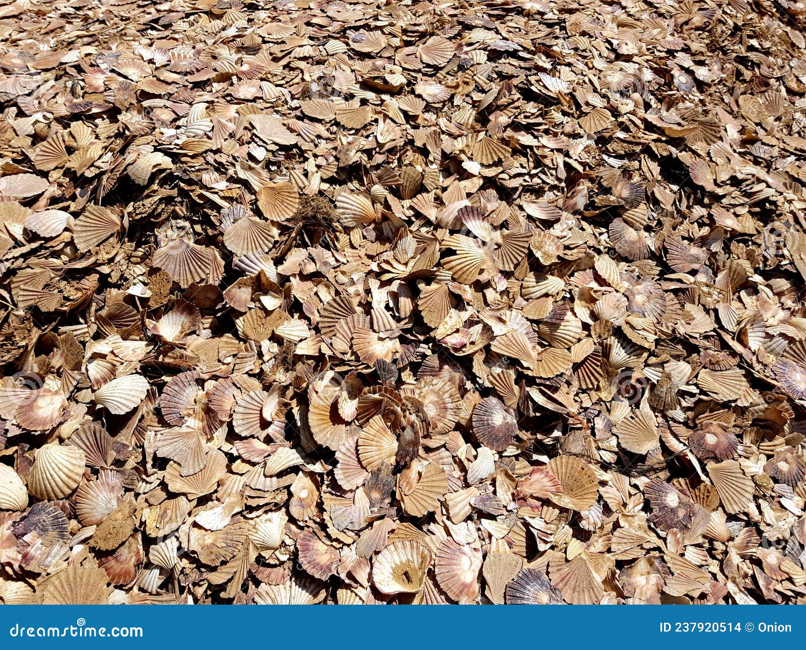 Hundreds of Discarded Scallop Shells Stock Photo - Image of exposure ...