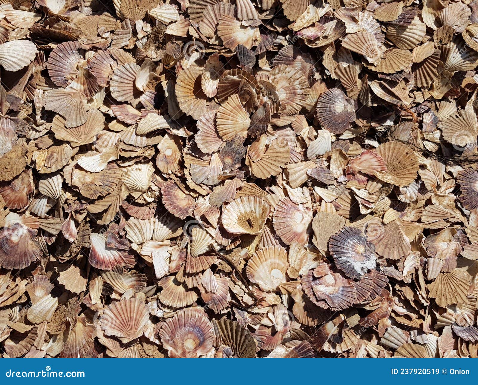 Hundreds of Discarded Scallop Shells Stock Image - Image of used ...