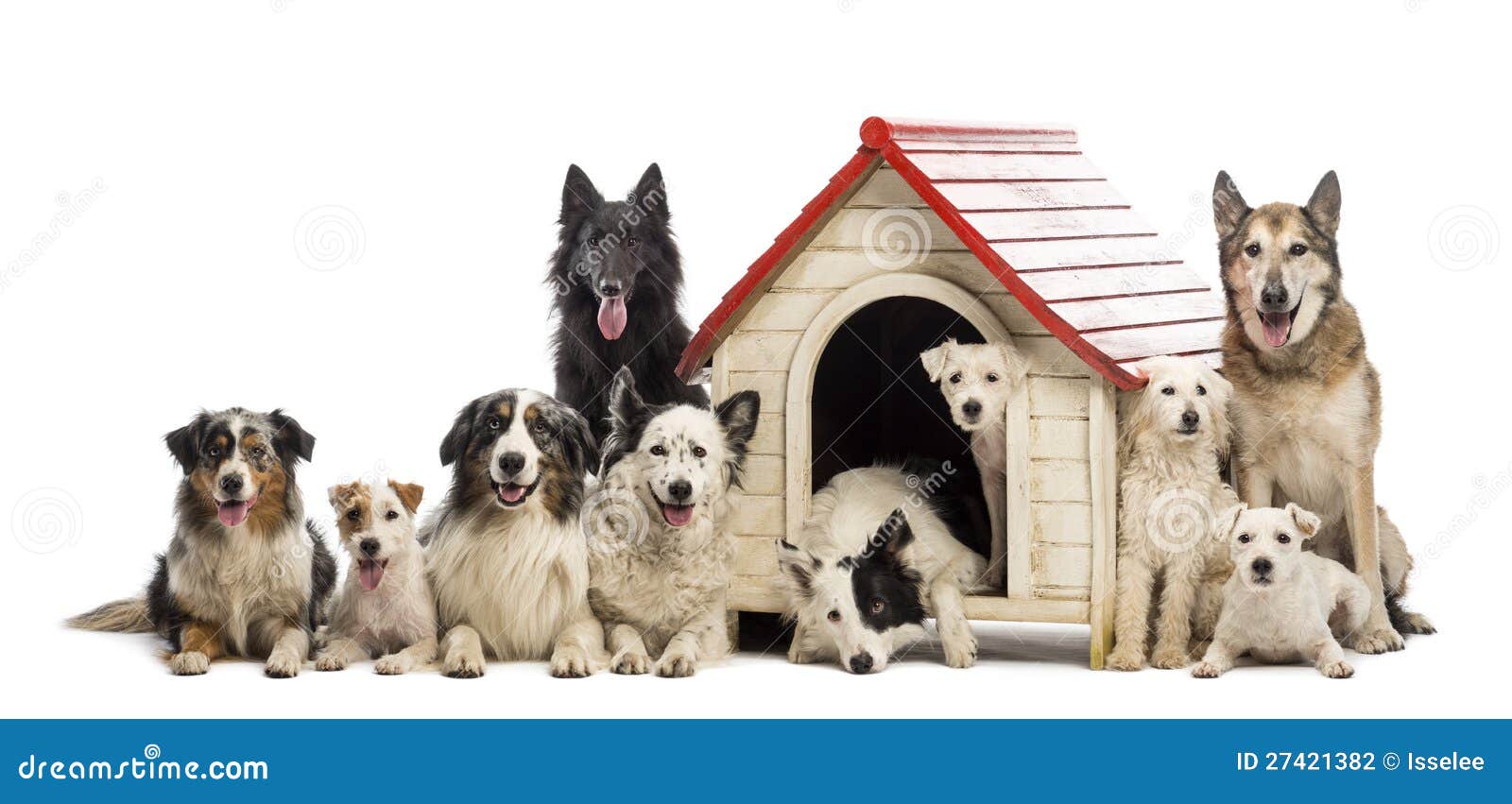 Large Group of Dogs in and Surrounding a Kennel Stock Photo - Image of ...