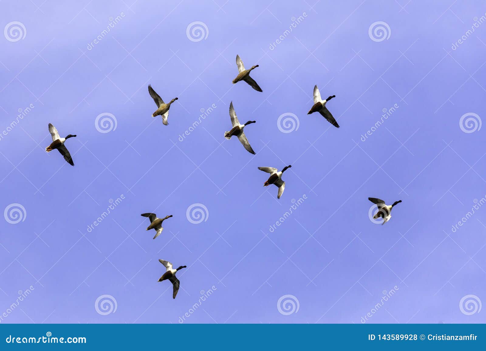 Large Group of Ducks Flying in Formation Stock Photo - Image of bird ...