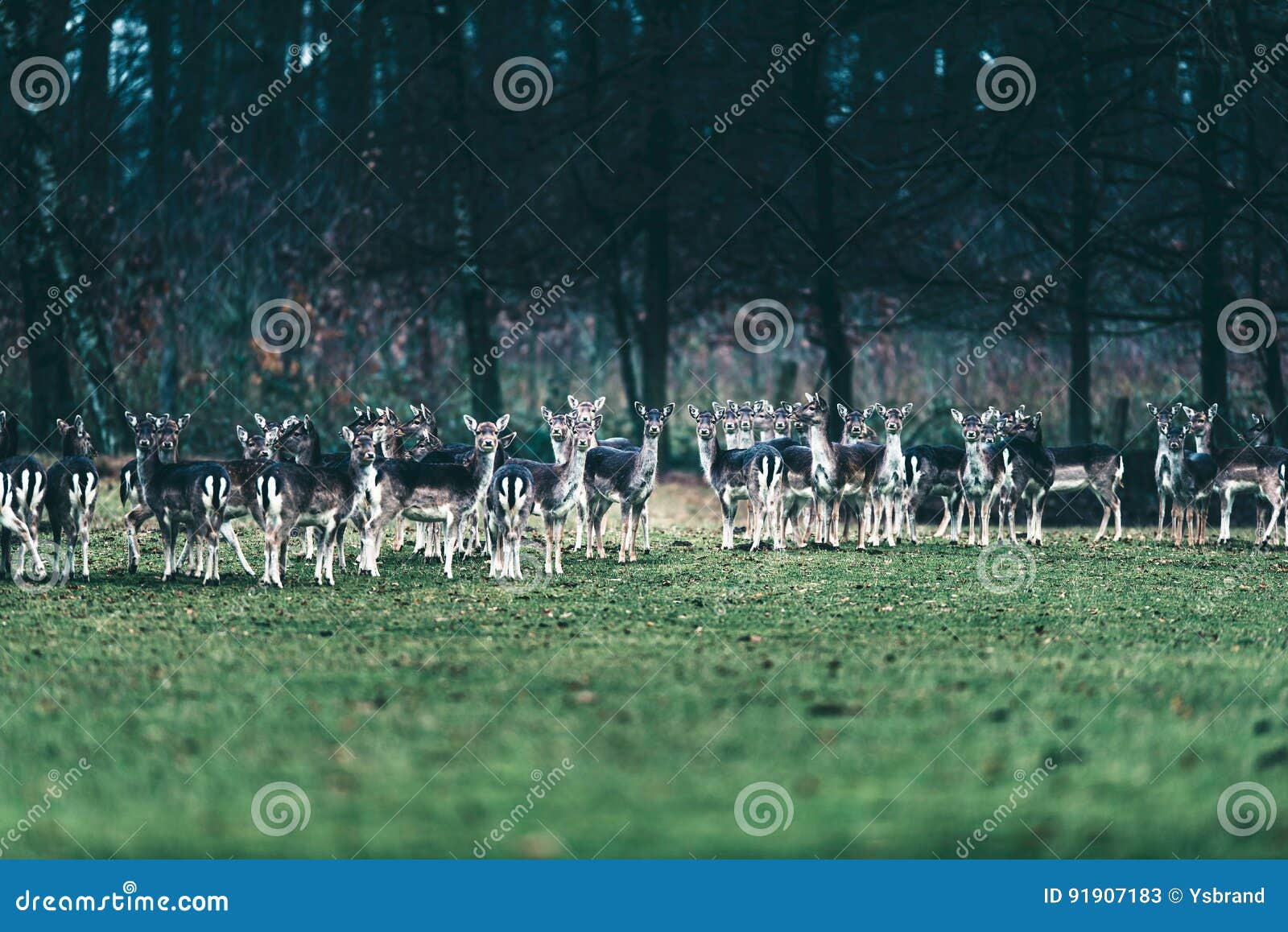 Large Group of Fallow Deer Standing in a Row. Stock Image - Image of ...