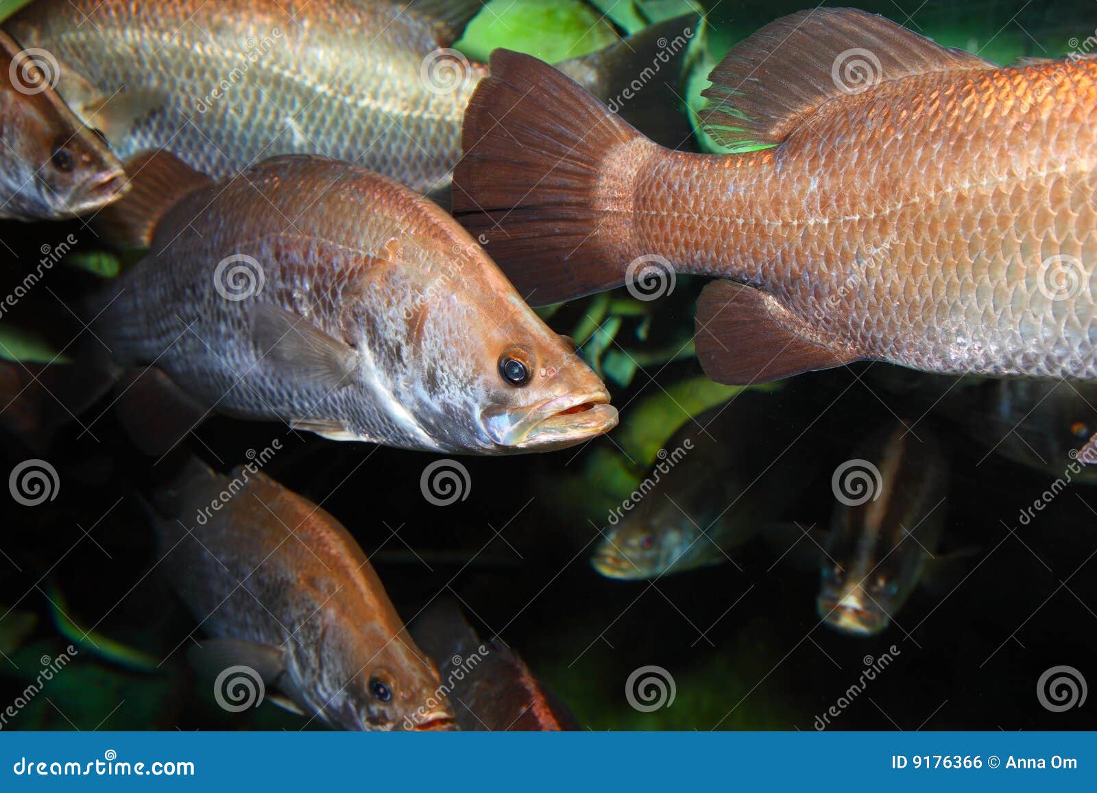 Large group of fish stock photo. Image of wild, nature - 9176366