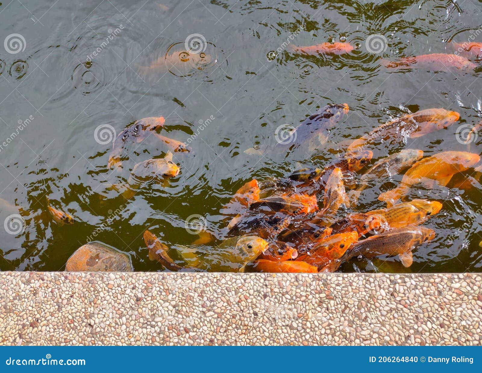 Large Group of Fish in the Pond Stock Photo - Image of aquarium, pond ...