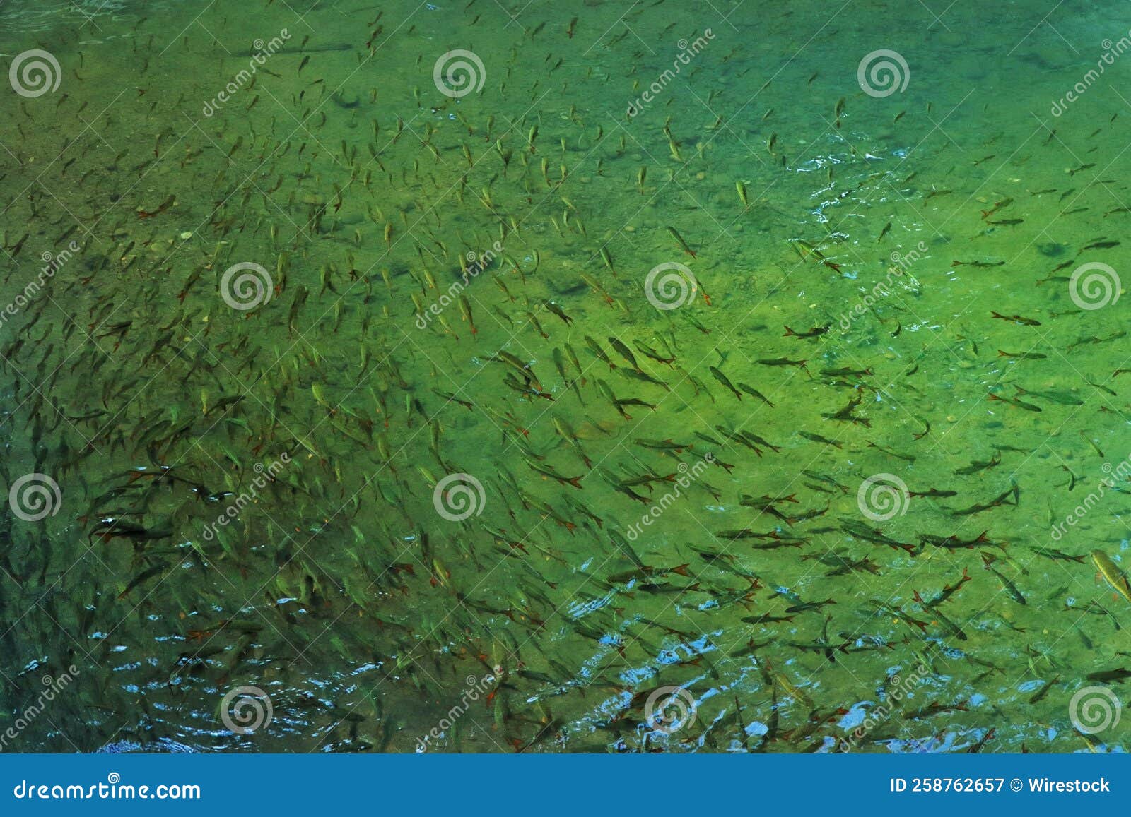 Large Group of Fish Swimming in the Pond Stock Image - Image of natural ...