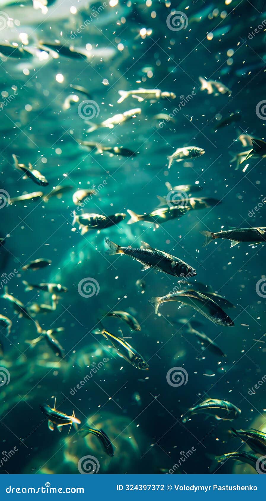 A Large Group of Fish Swimming in the Water Stock Photo - Image of ...