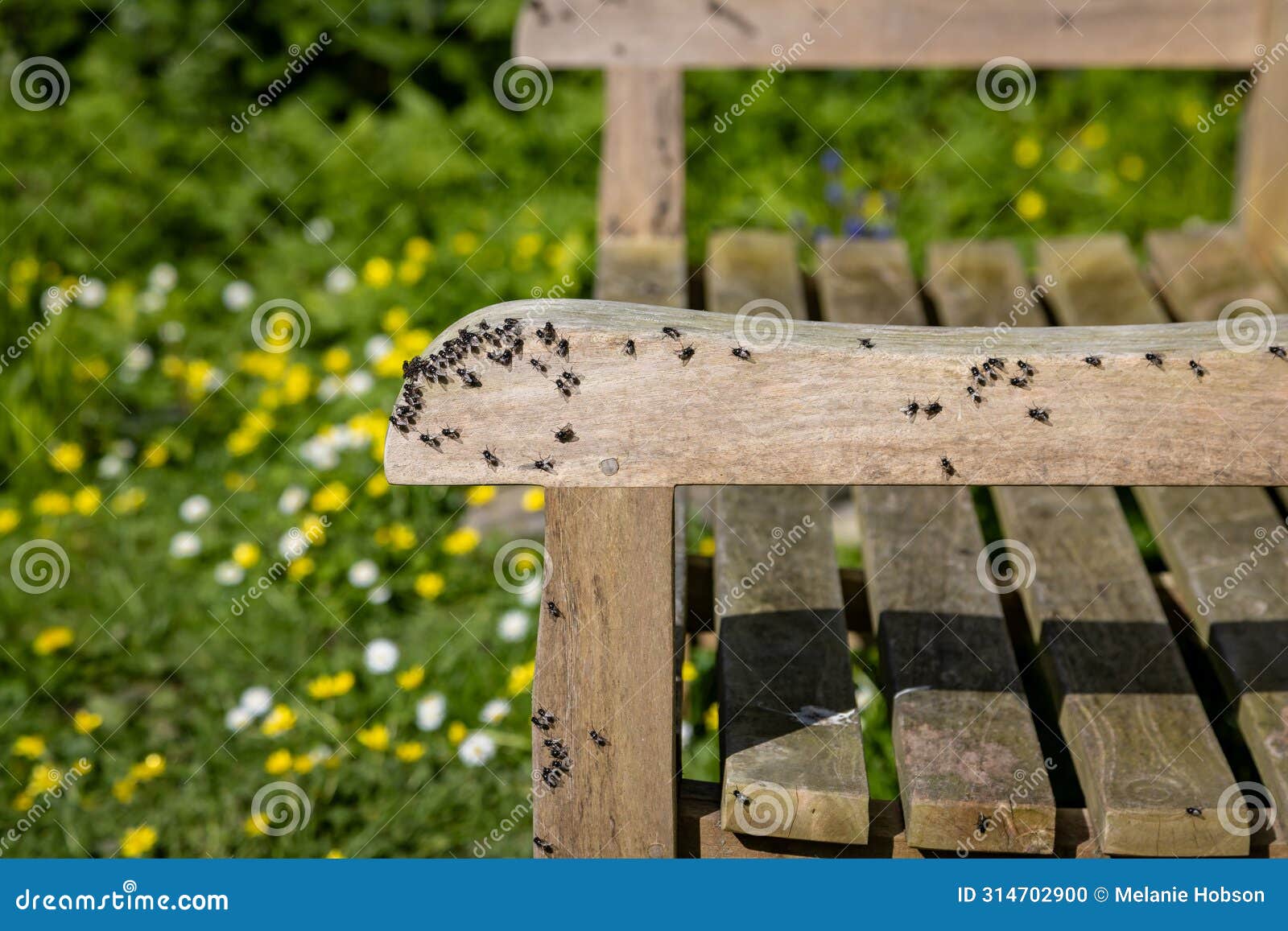 Flies on a Park Bench in the Springtime Stock Photo - Image of flies ...