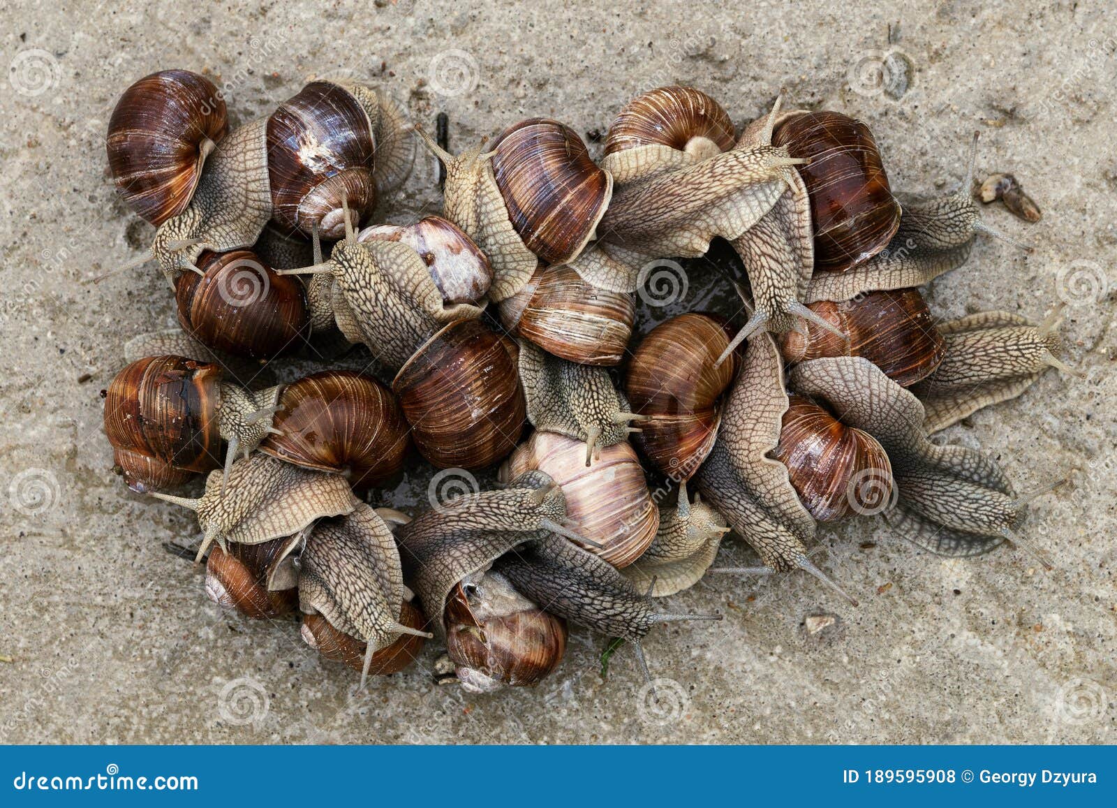 Snails : Polymita Picta Or Cuban Snails One Of Most Colorful And ...