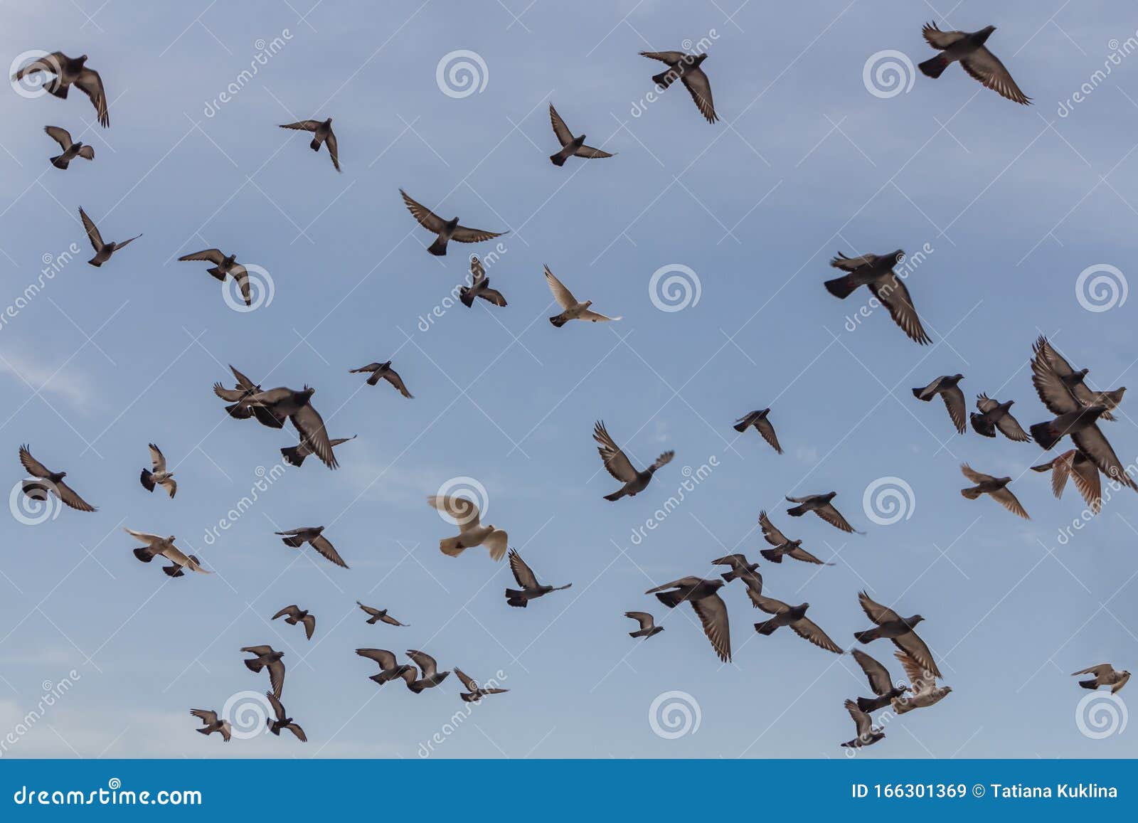 Large Group of Gray Pigeons Fly in the Blue Sky Stock Image - Image of ...