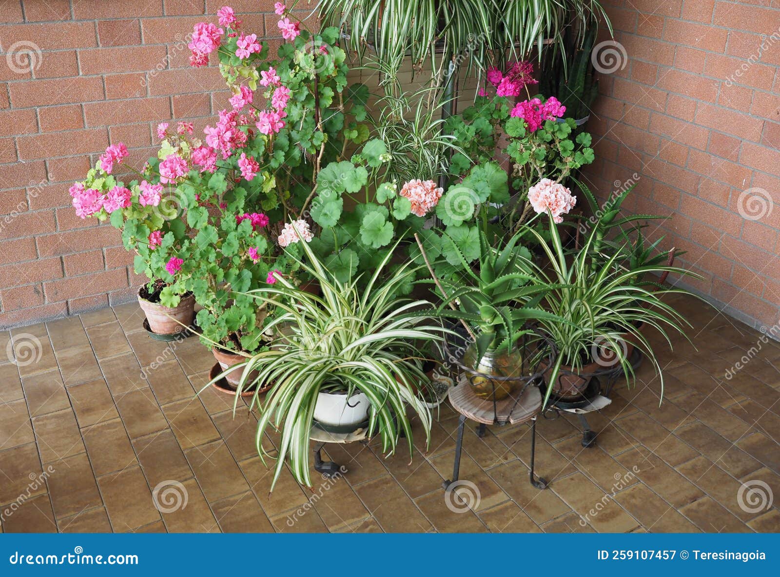 Group of houseplants stock image. Image of home, houseplants - 259107457