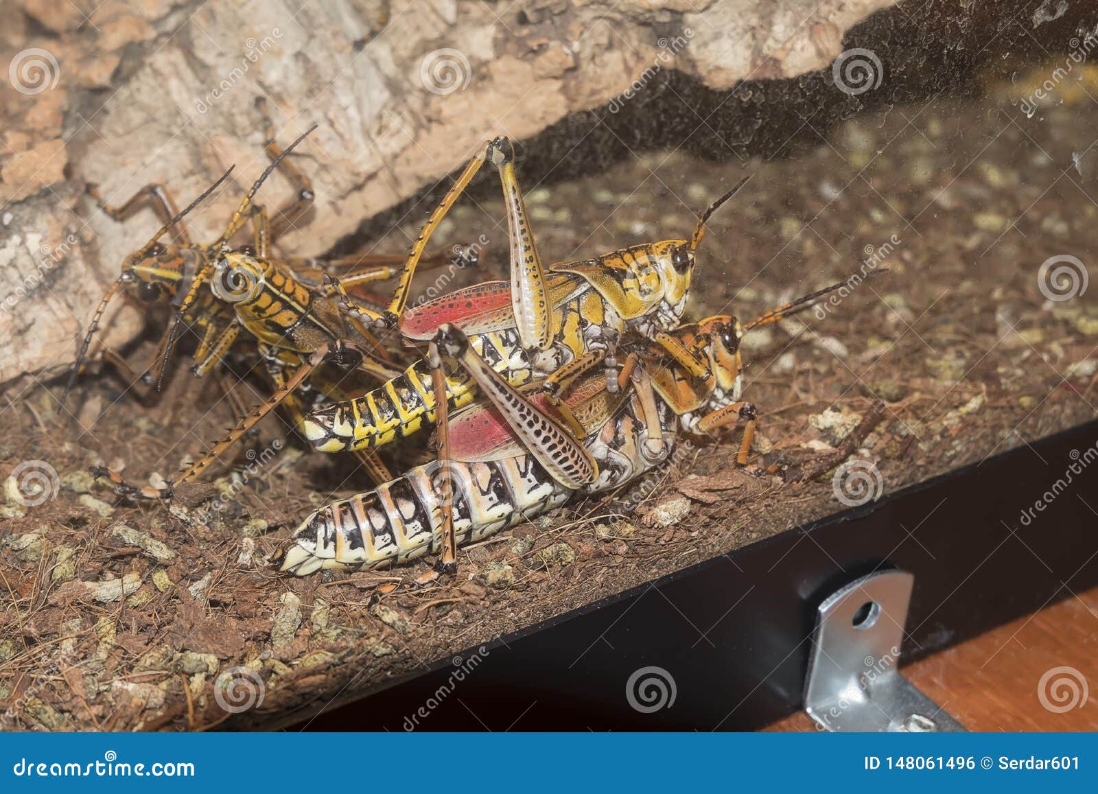 Large insects stock photo. Image of insect, food, macro - 148061496