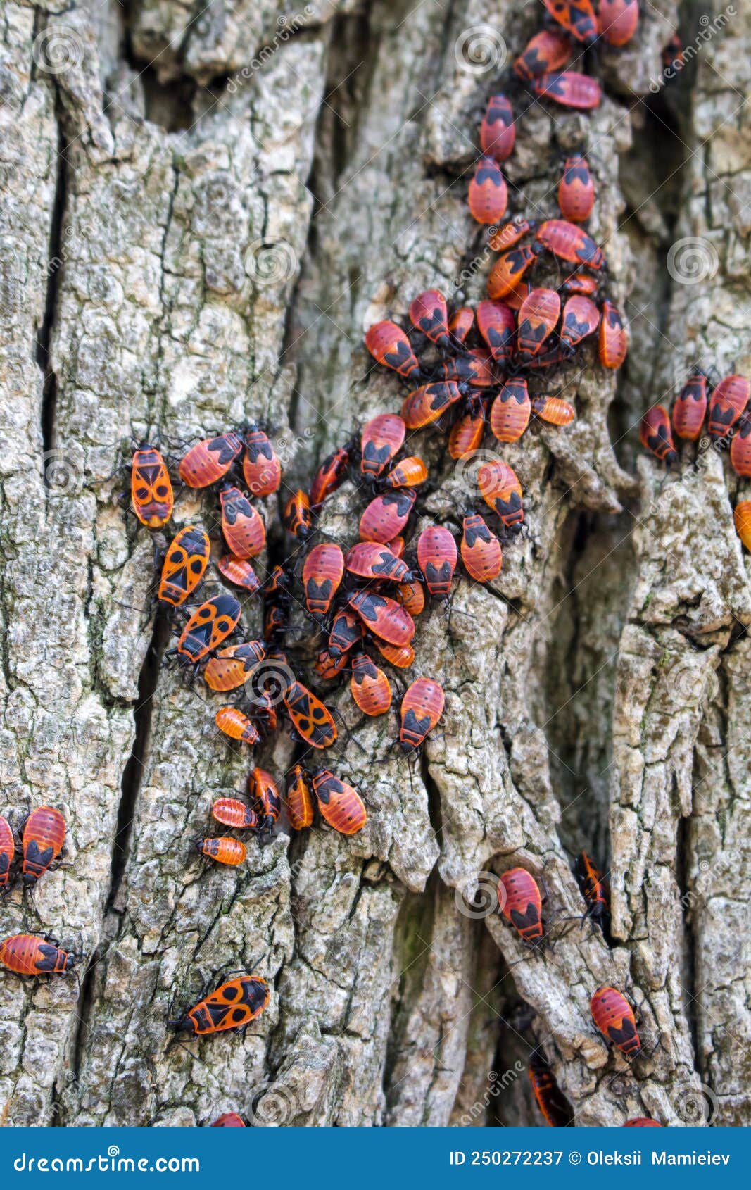 Large Group of Insects Red-winged Wingless on the Bark of a Tree Stock ...