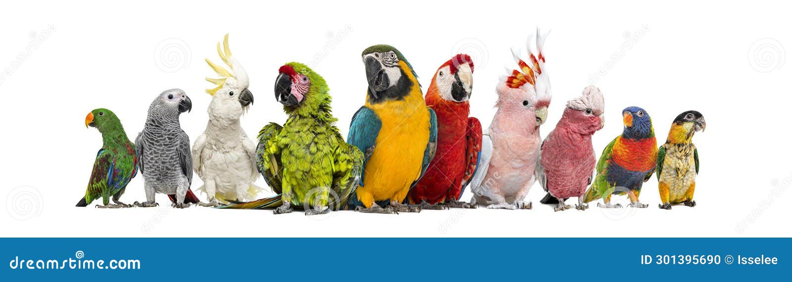 Large Group of Many Different Exotic Pet Birds, Parrots, Parakeets ...