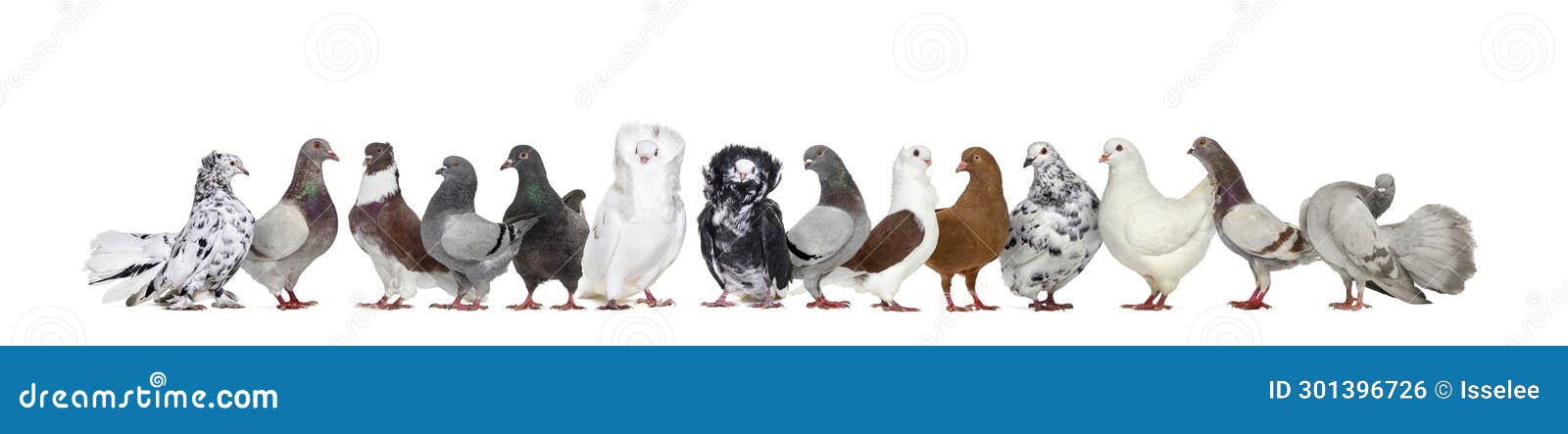 Large Group of Many Different Pigeons Together in a Row, Isolated on ...