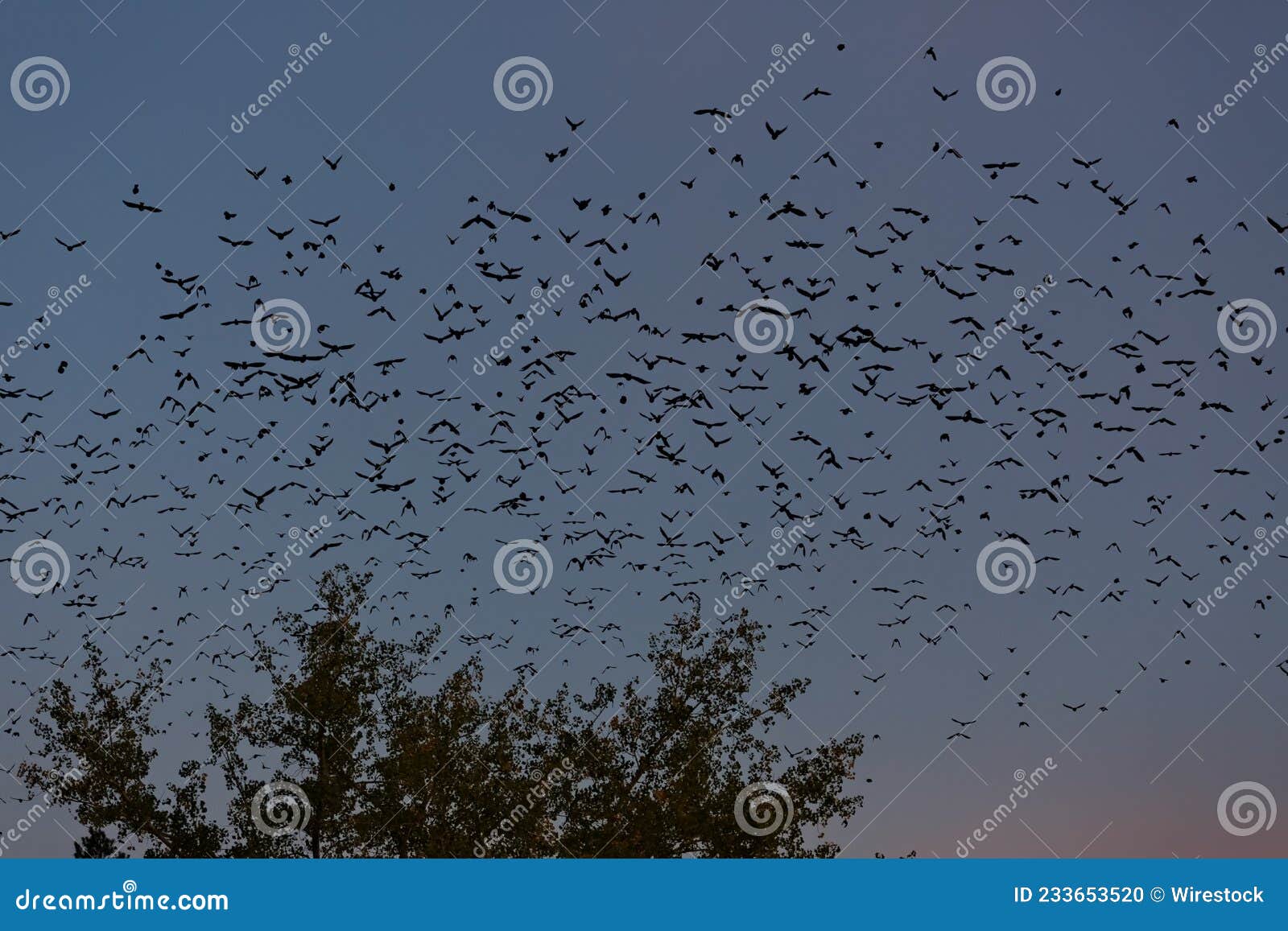 Large Group of Migrating Birds Flying Over a Forest Stock Photo - Image ...