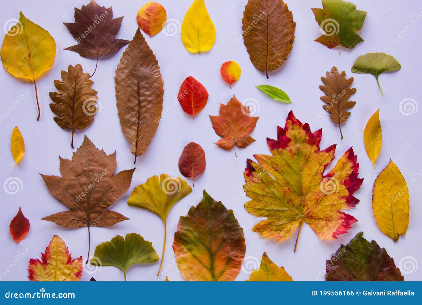 Large Group of Multicolored Leaves Spread Out on White Stock Photo ...