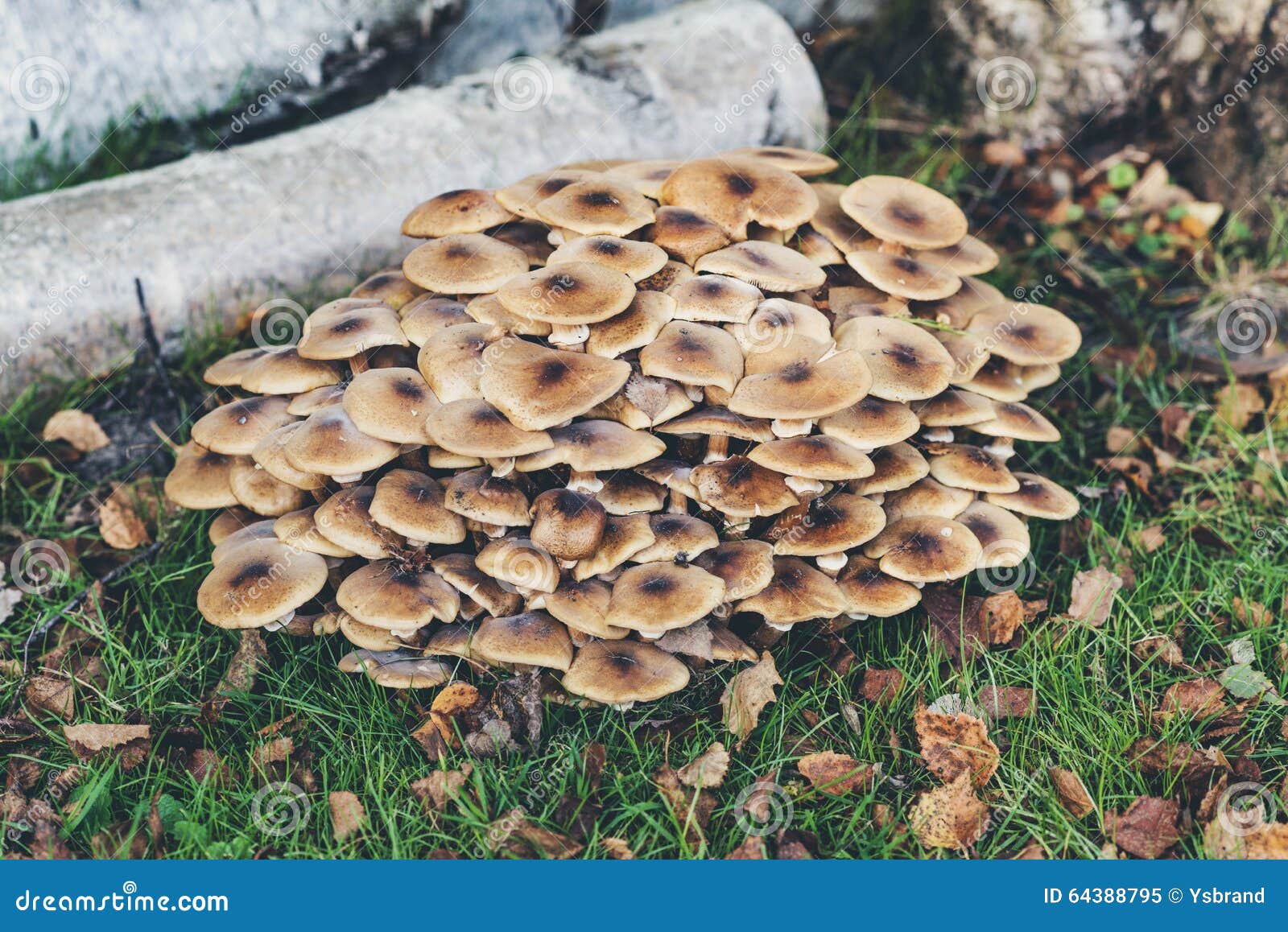 Large Group of Mushrooms on Tree Trunk. Stock Image - Image of plant ...