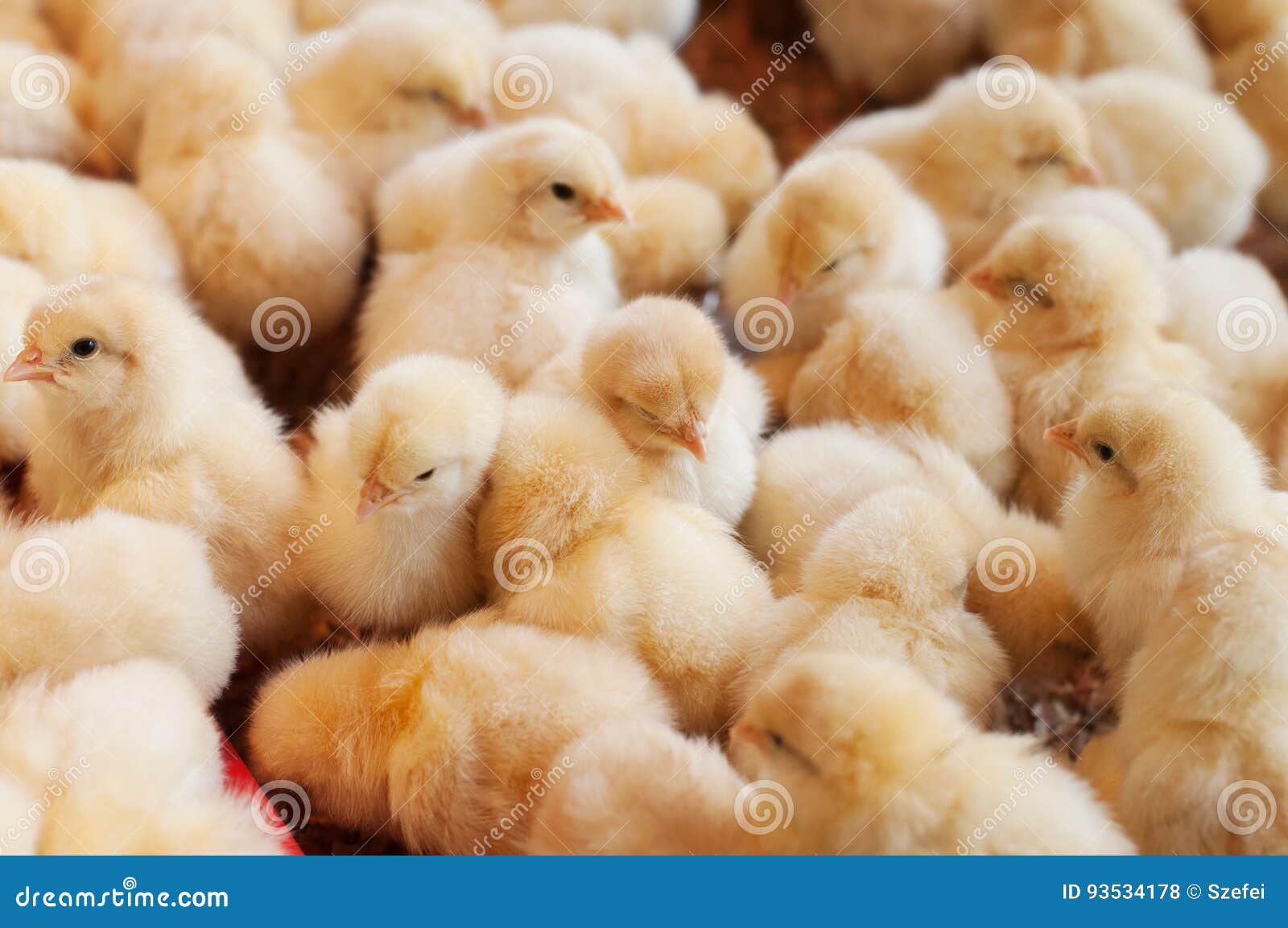 Large Group of Newly Hatched Baby Chicks Stock Photo - Image of ...