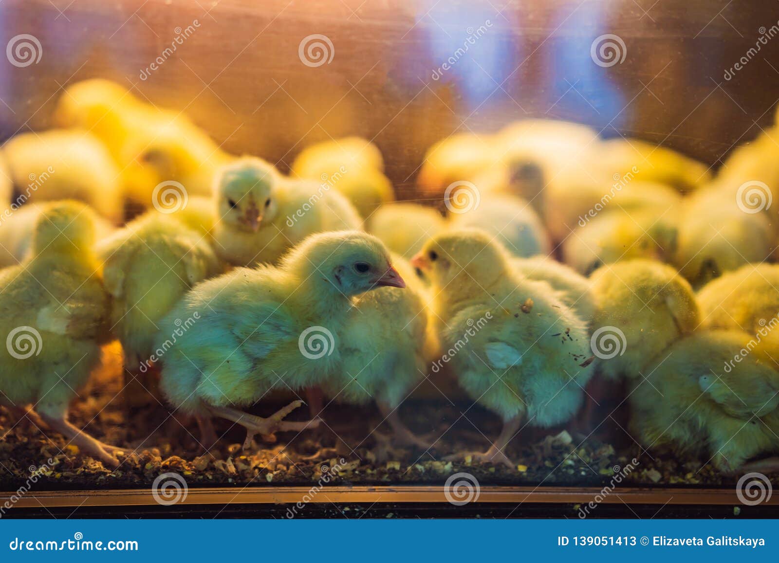 Large Group of Newly Hatched Chicks on a Chicken Farm Stock Image ...
