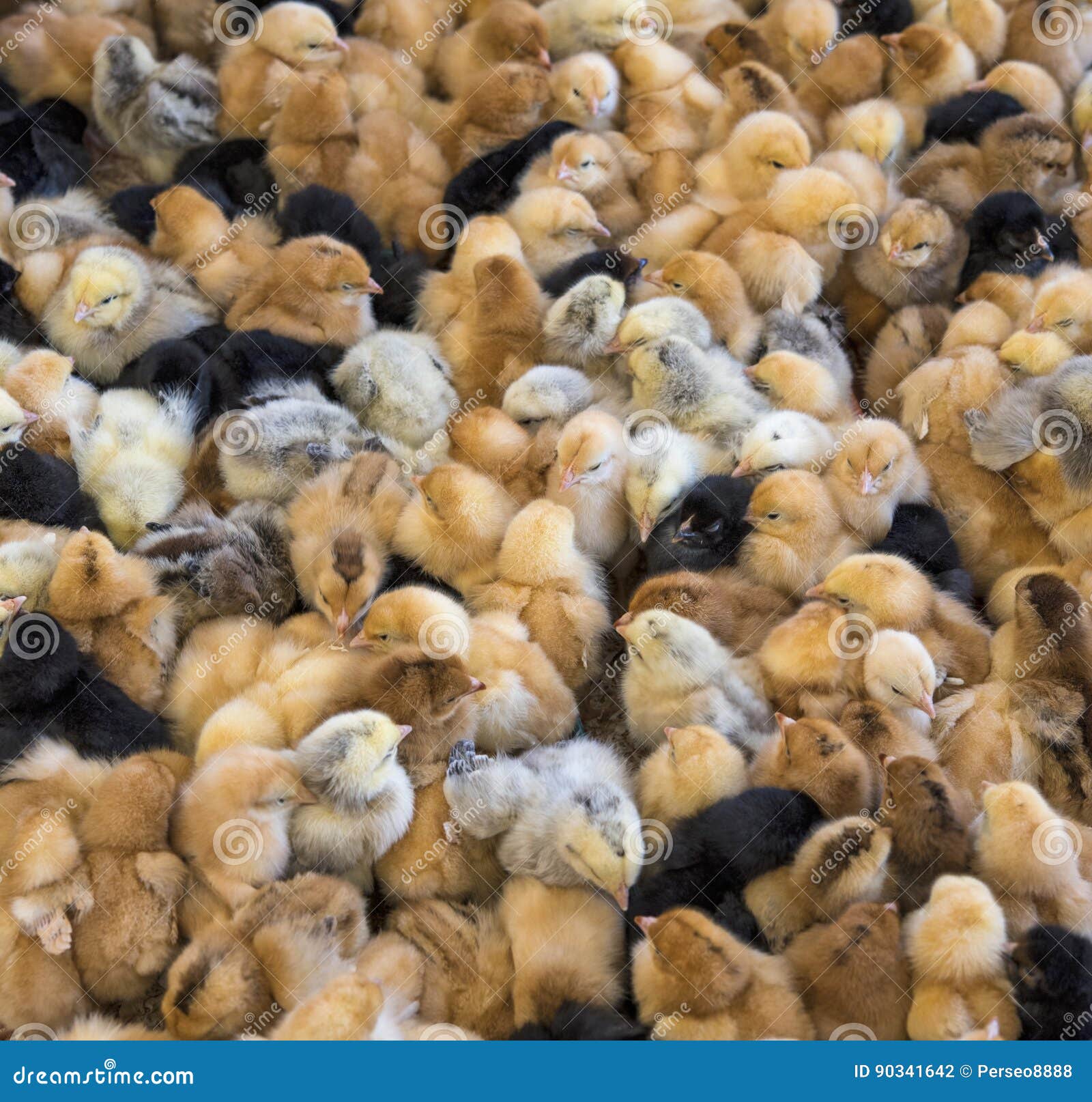 Large Group of Newly Hatched Chicks on a Chicken Farm. Stock Photo ...