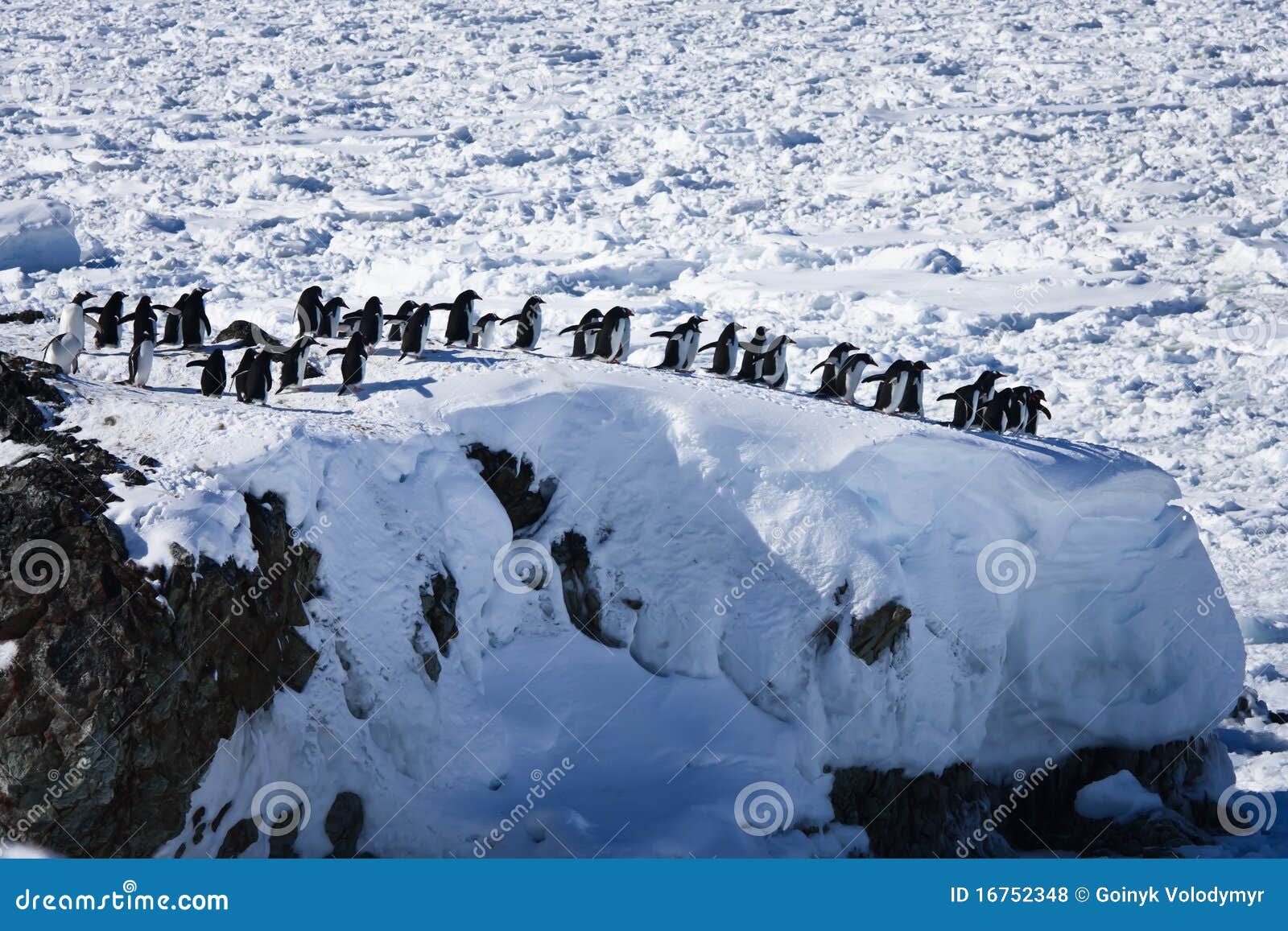 A large group of penguins stock photo. Image of communications - 16752348