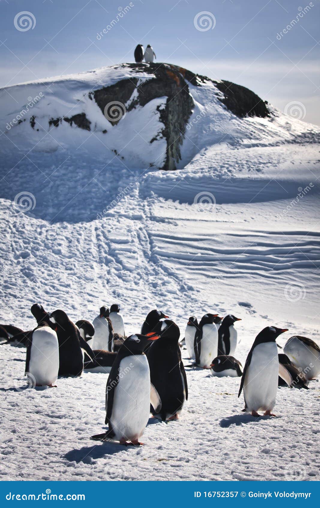 A large group of penguins stock image. Image of cold - 16752357