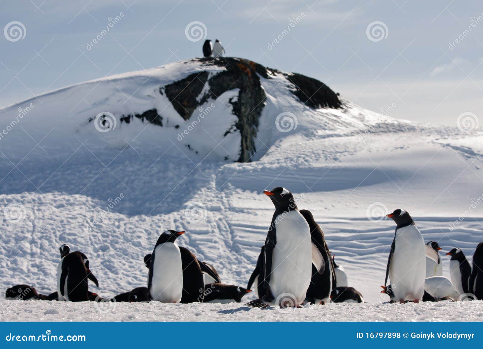A large group of penguins stock photo. Image of antarctic - 16797898