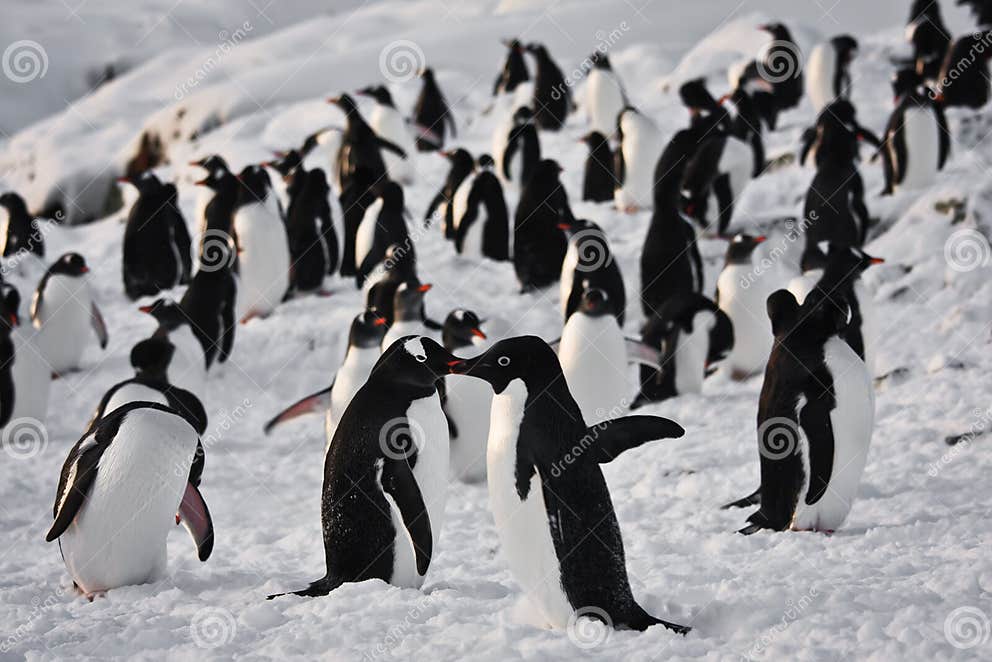 A large group of penguins stock photo. Image of group - 17012730