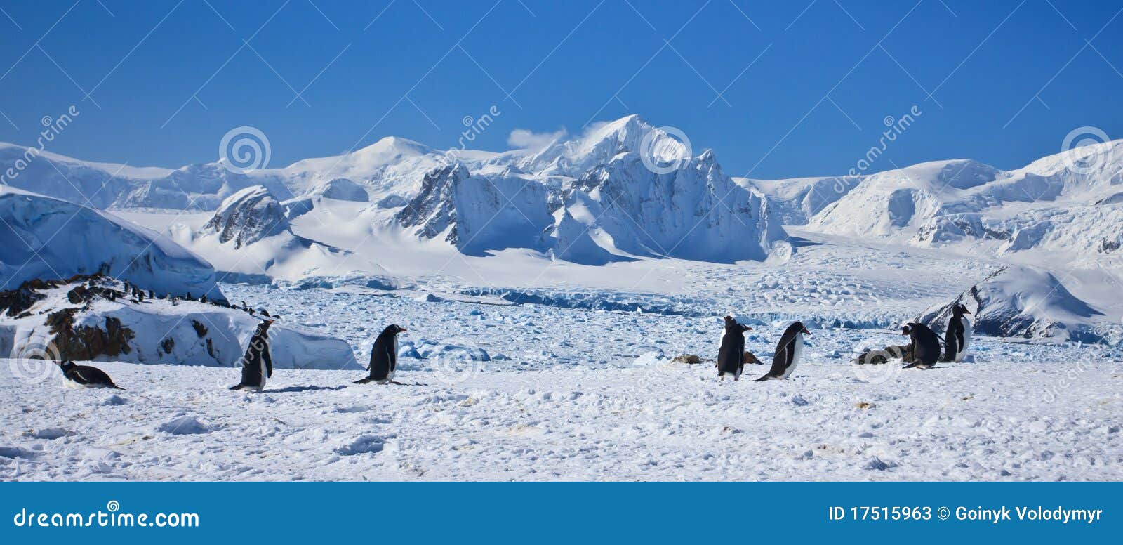 A large group of penguins stock image. Image of follow - 17515963