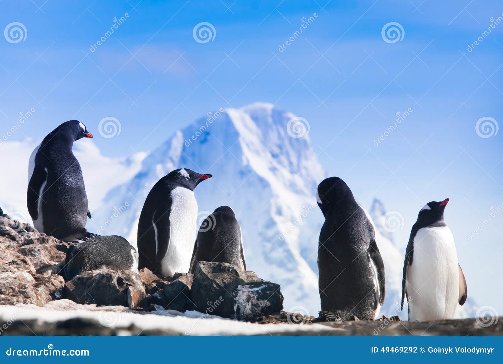 Large group of penguins stock photo. Image of global - 49469292