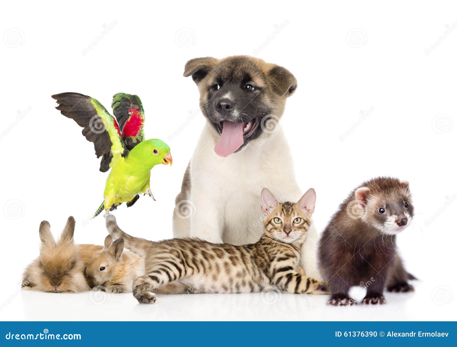 Large Group of Pets. Isolated on White Background Stock Photo - Image ...