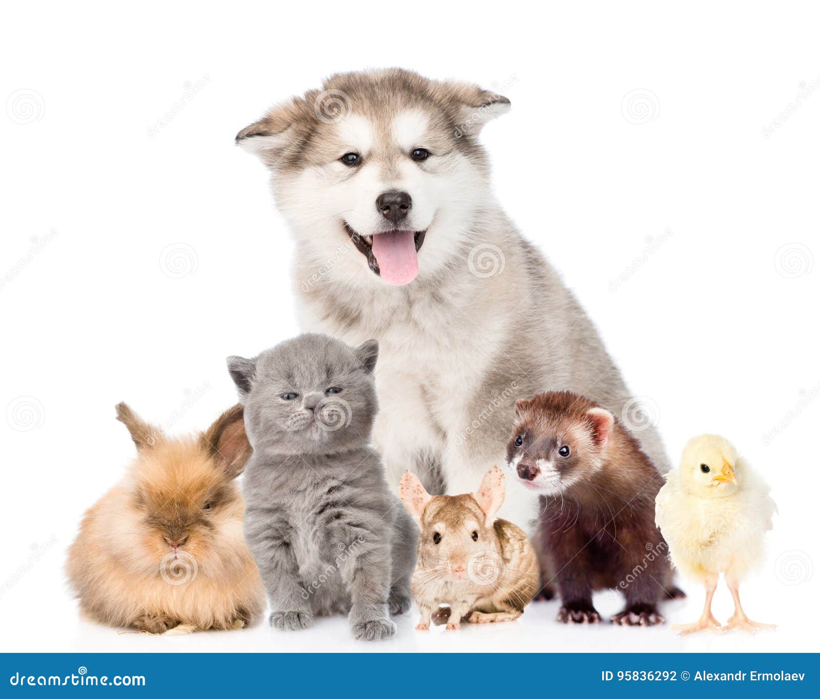 Large Group of Pets Looking at Camera. Isolated on White Stock Photo ...