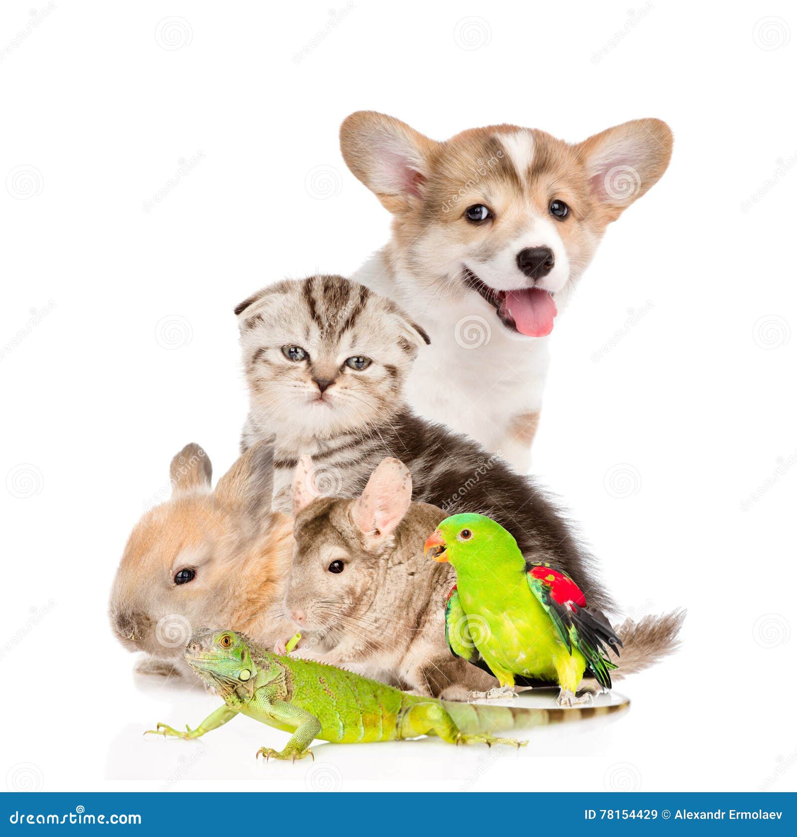 Large Group of Pets. on White Background Stock Image - Image of breed ...