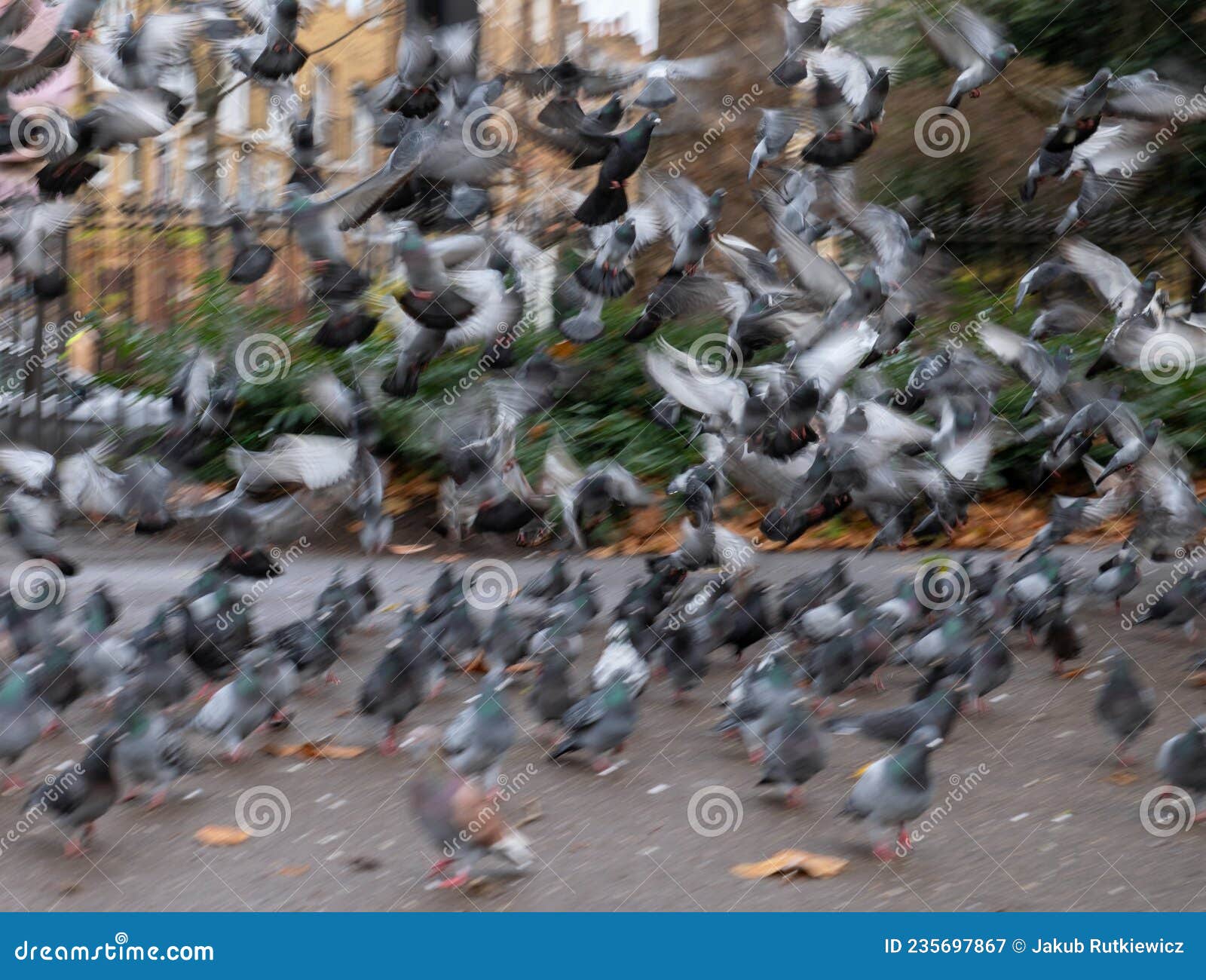 A Large Group of Pigeons in Sudden and Chaotic Take Off. Stock Image ...